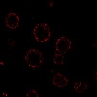 BioTracker™ FQ Orange Cox-2 Live Cell Probe | SCT254